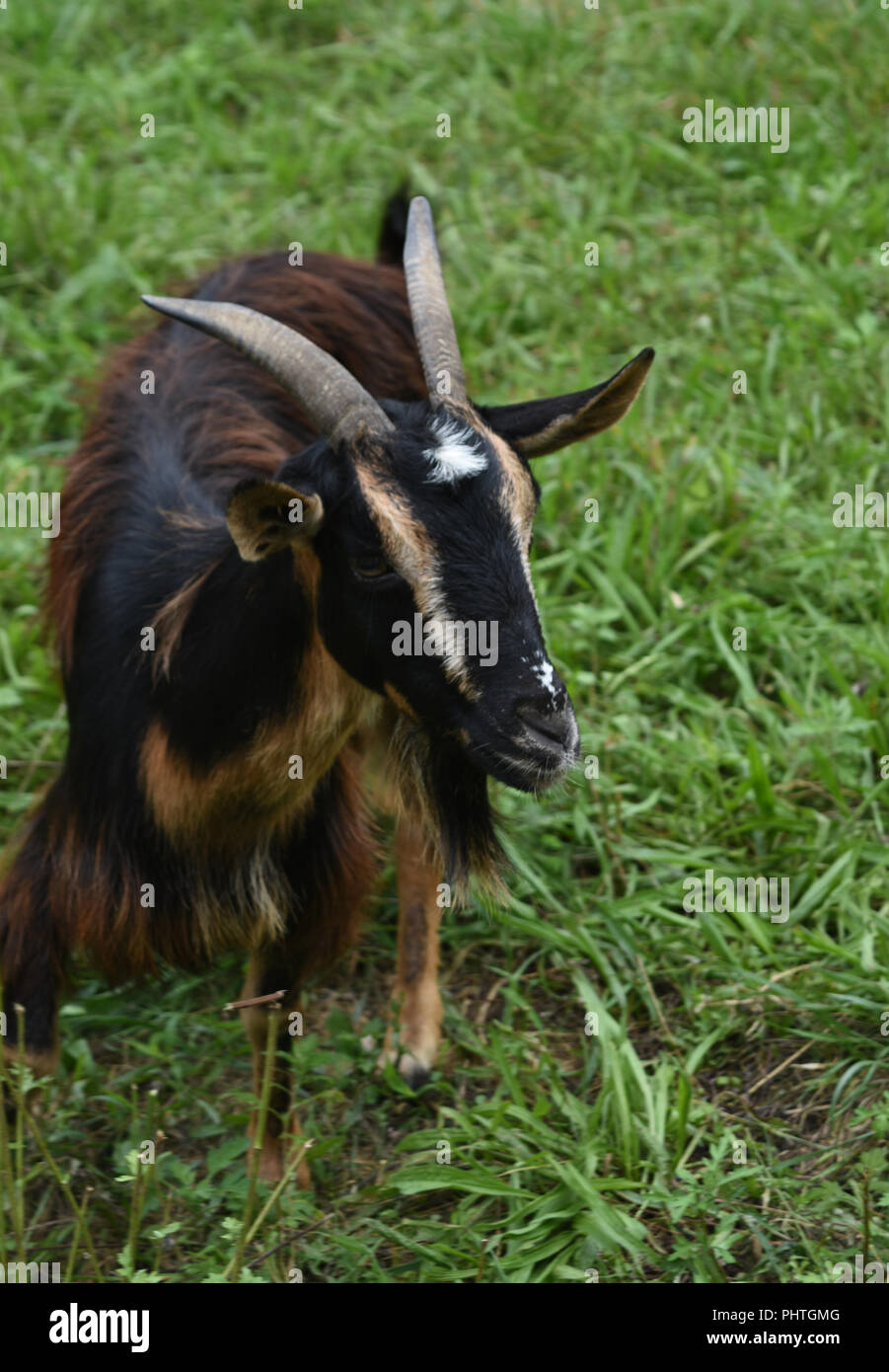 Really cute black and tan billy goat in a grass field Stock Photo - Alamy