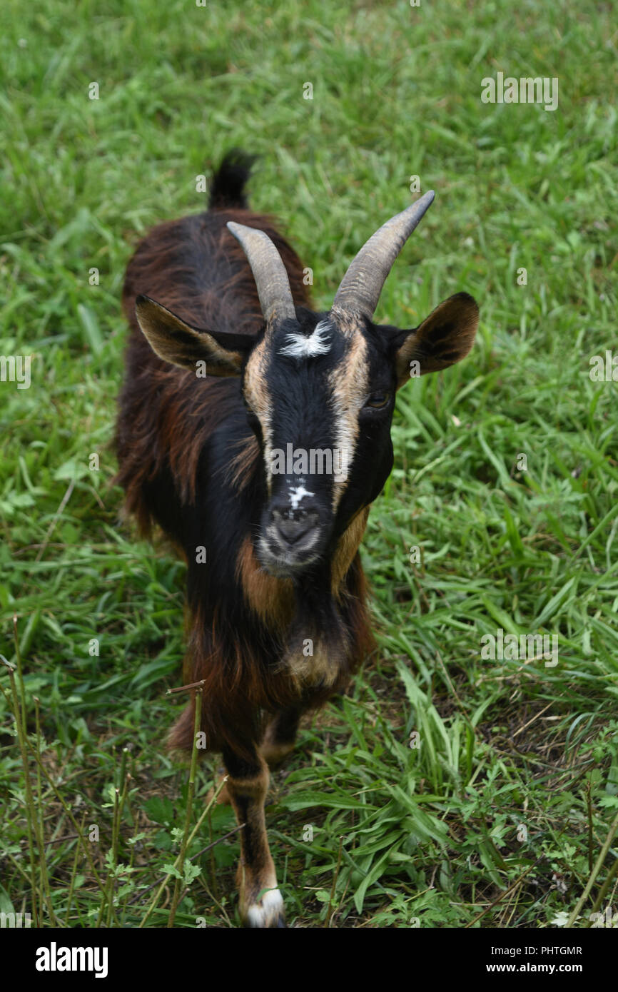 Beautiful goat with a black and brown silky coat in a grass field Stock ...
