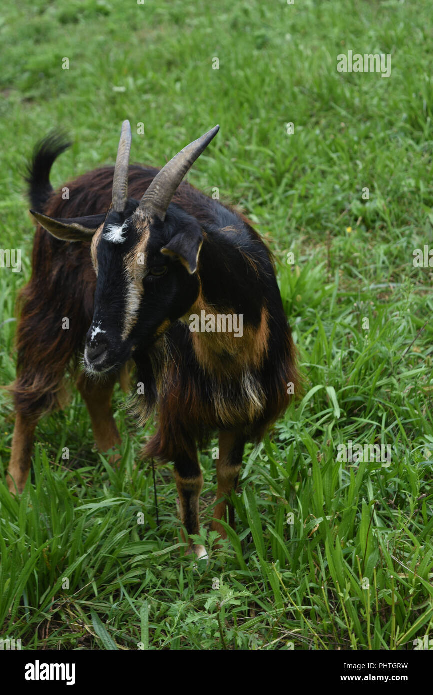 Buck pygmy goat hi-res stock photography and images - Alamy