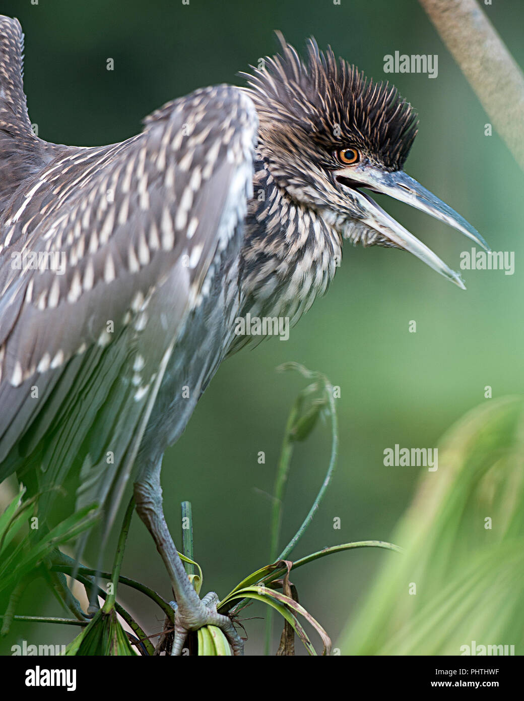 Black-Crowned Night-Heron bird in its environment Stock Photo - Alamy