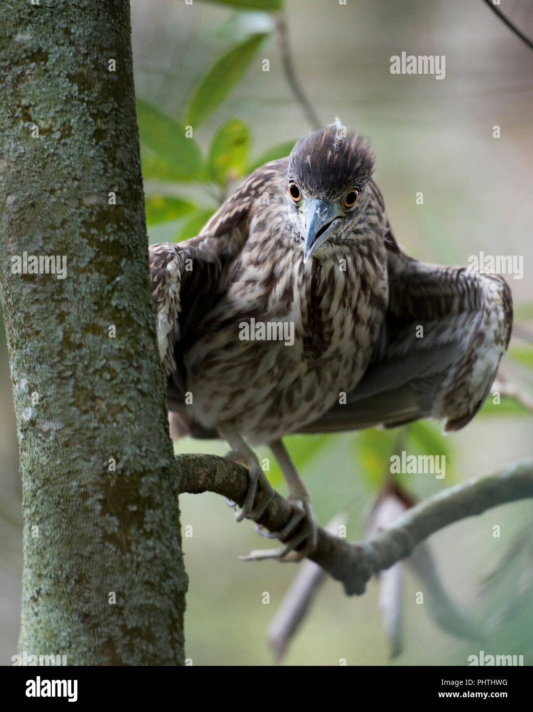 Black-Crowned Night-Heron bird in its environment Stock Photo - Alamy