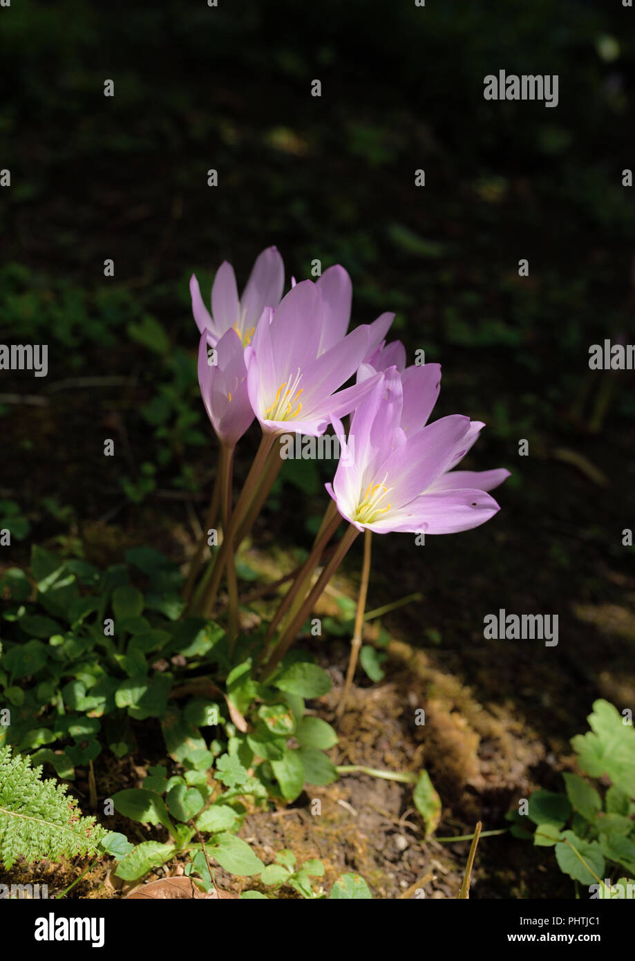 Purple flowers in dappled sunlight, close up of flower heads in the ...