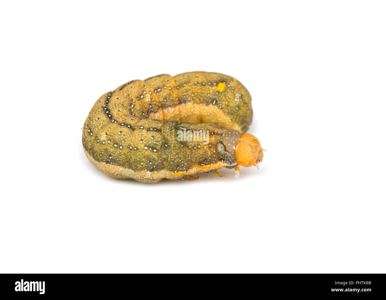 caterpillar isolated on white background Stock Photo - Alamy