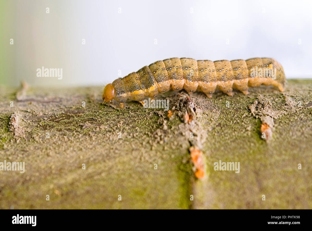 Exotic caterpillars hi-res stock photography and images - Alamy