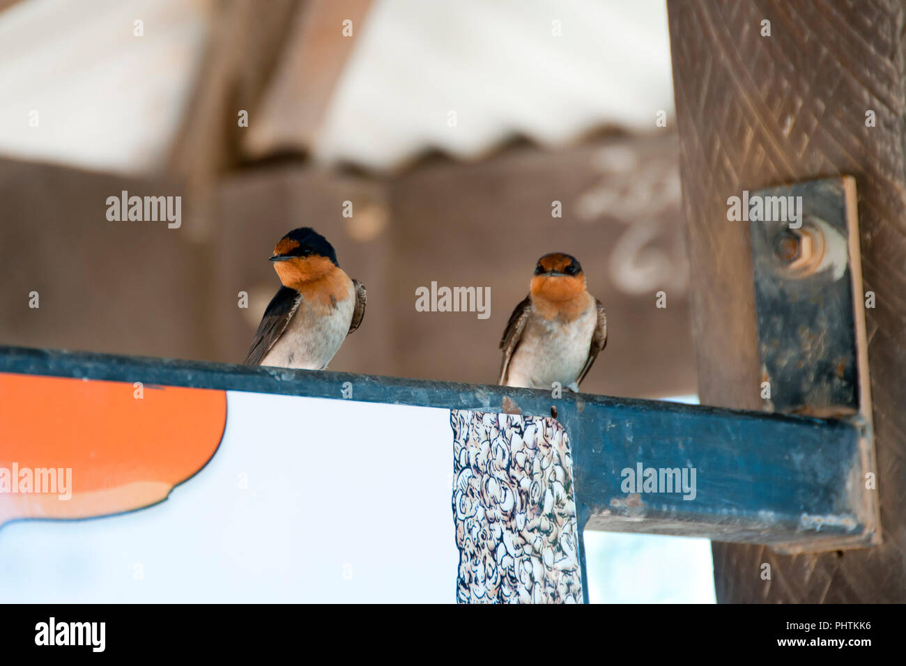 Swallow Birds - Australia Stock Photo - Alamy