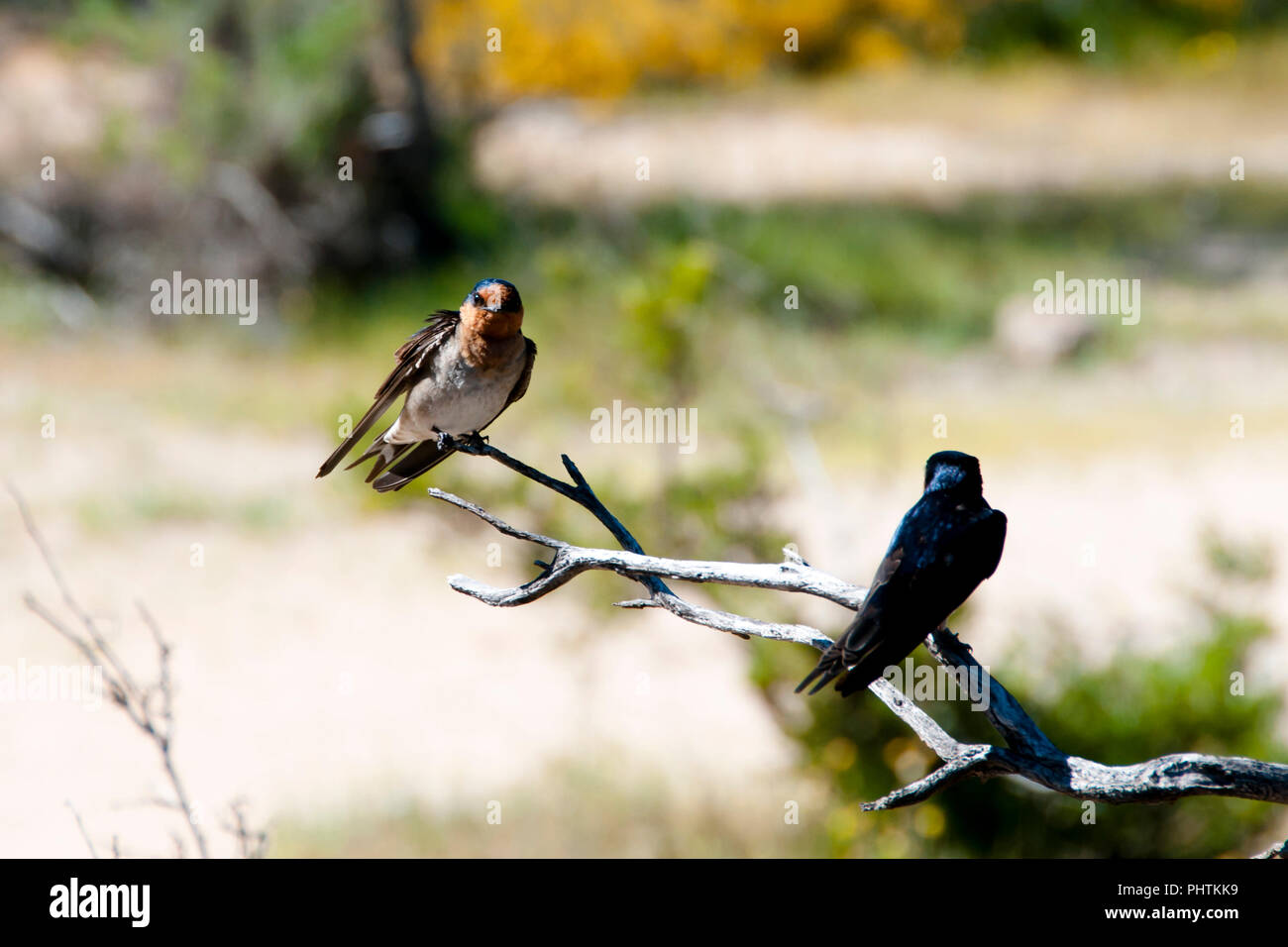Swallow Birds - Australia Stock Photo - Alamy