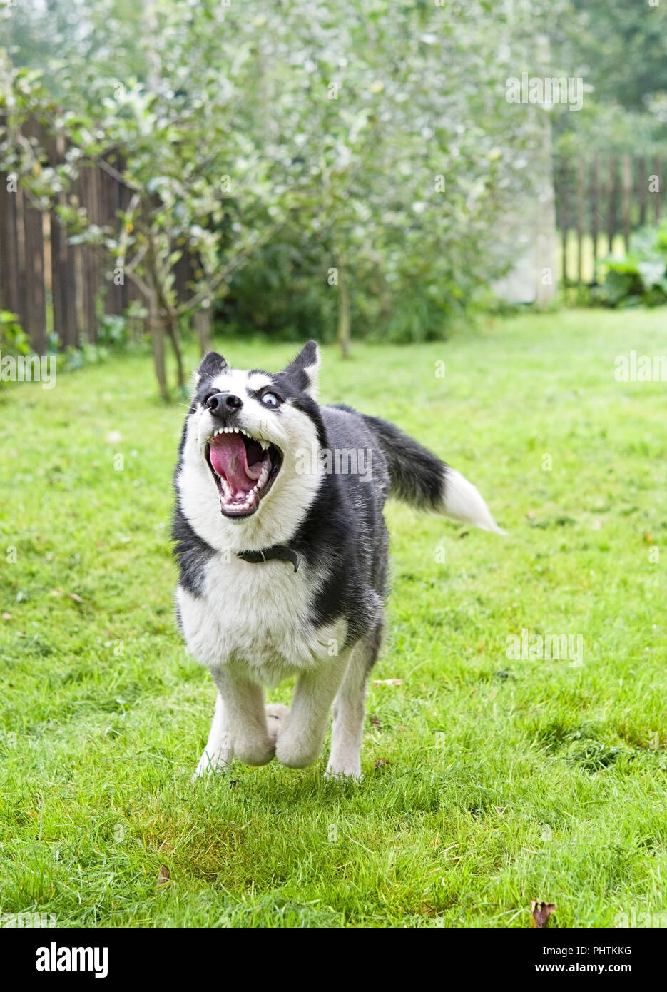 Cute siberian husky running on the grass Stock Photo - Alamy