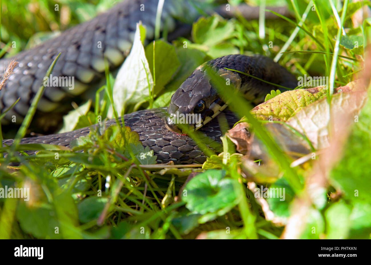 Snake Basking In Sunlight High Resolution Stock Photography and Images ...