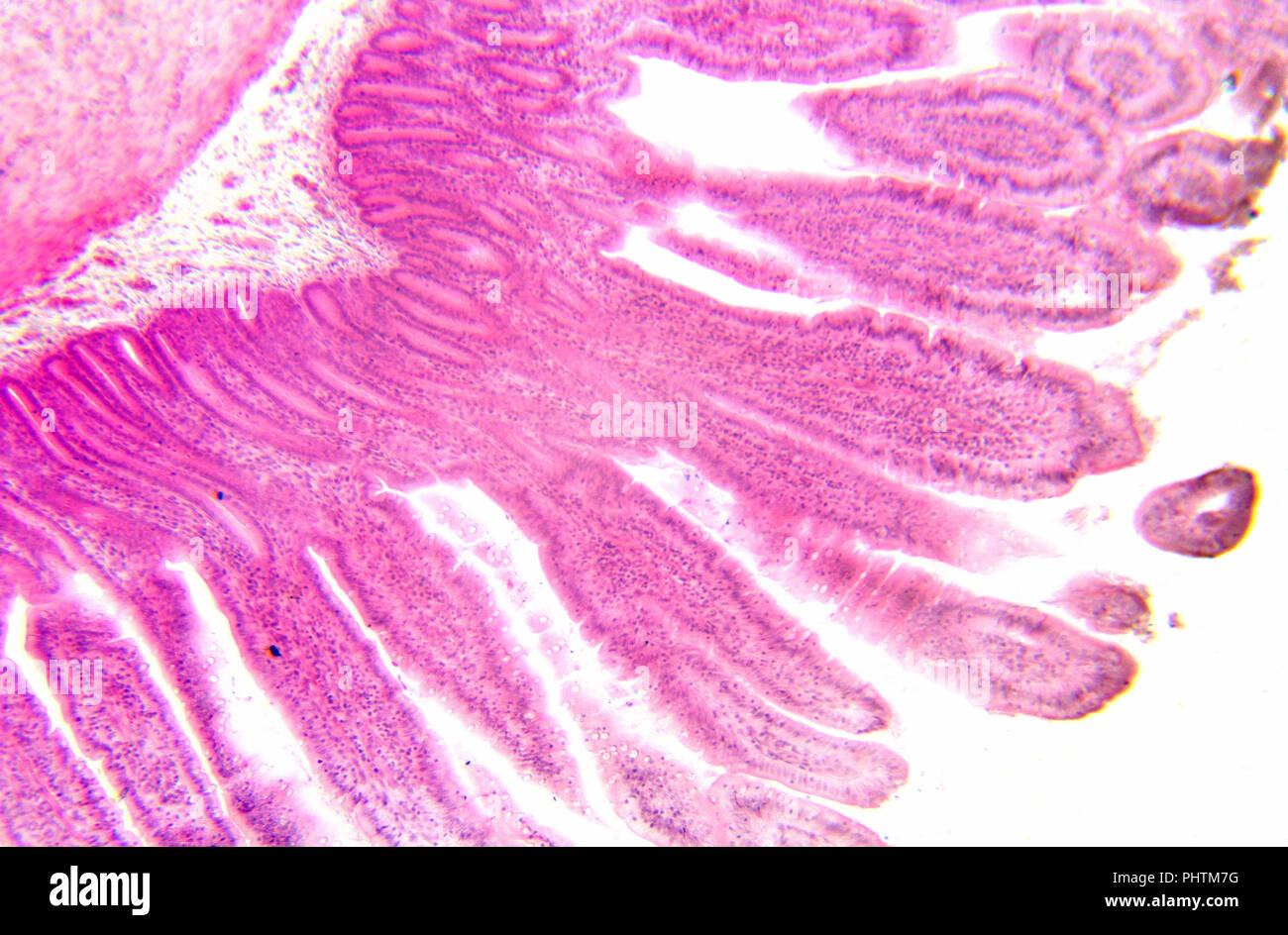 Cell membrane micrograph hi-res stock photography and images - Alamy