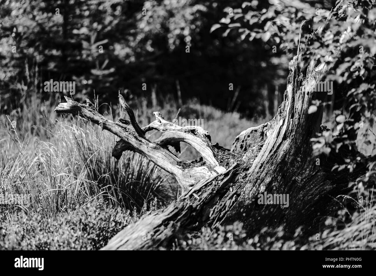 Tree roots underground Black and White Stock Photos & Images - Alamy