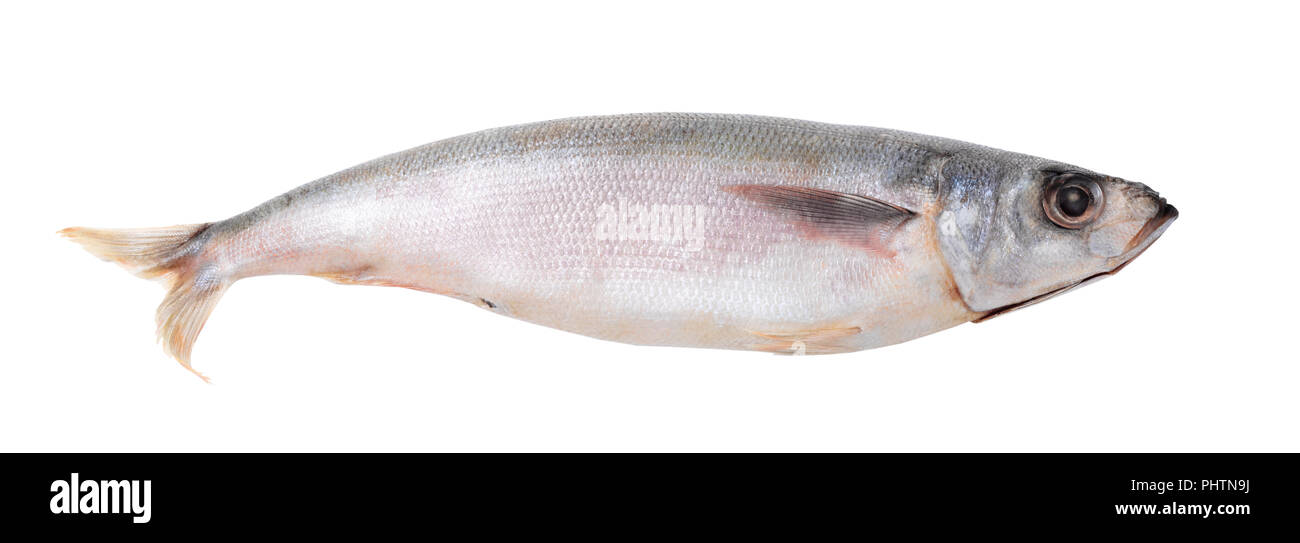 raw fish red-eyed on a white isolated background Stock Photo - Alamy