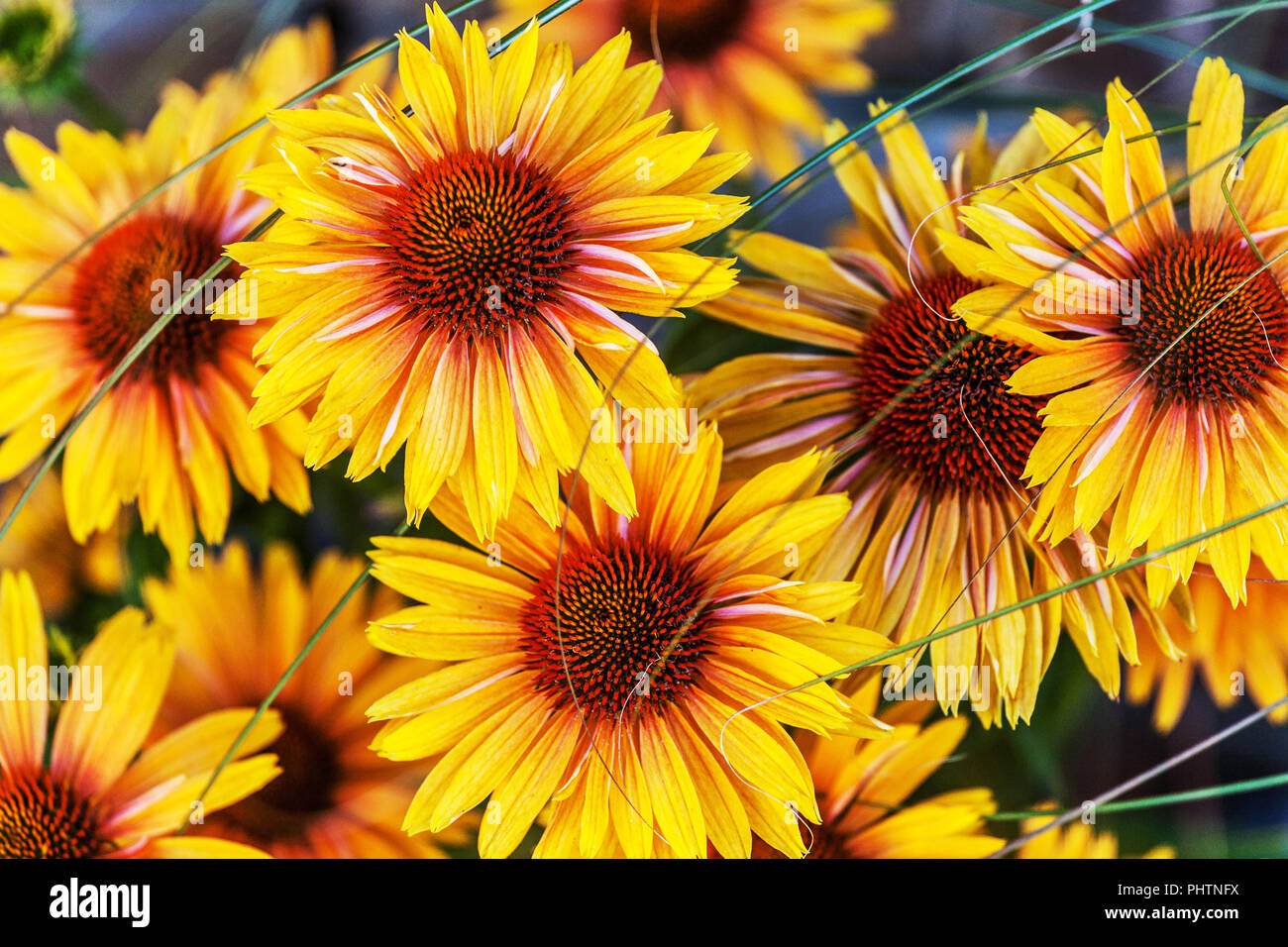 Close up of coneflower flowers or echinacea in the garden hi-res stock ...