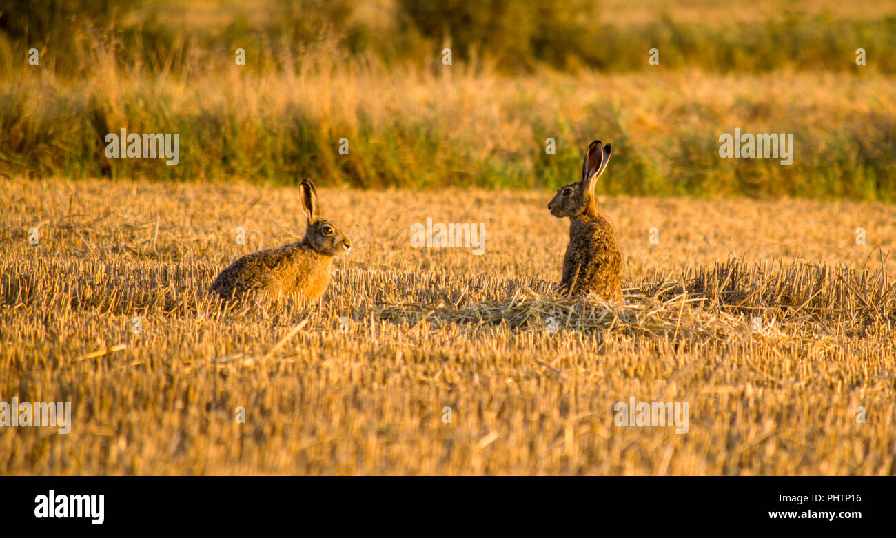 Gray hares hi-res stock photography and images - Alamy
