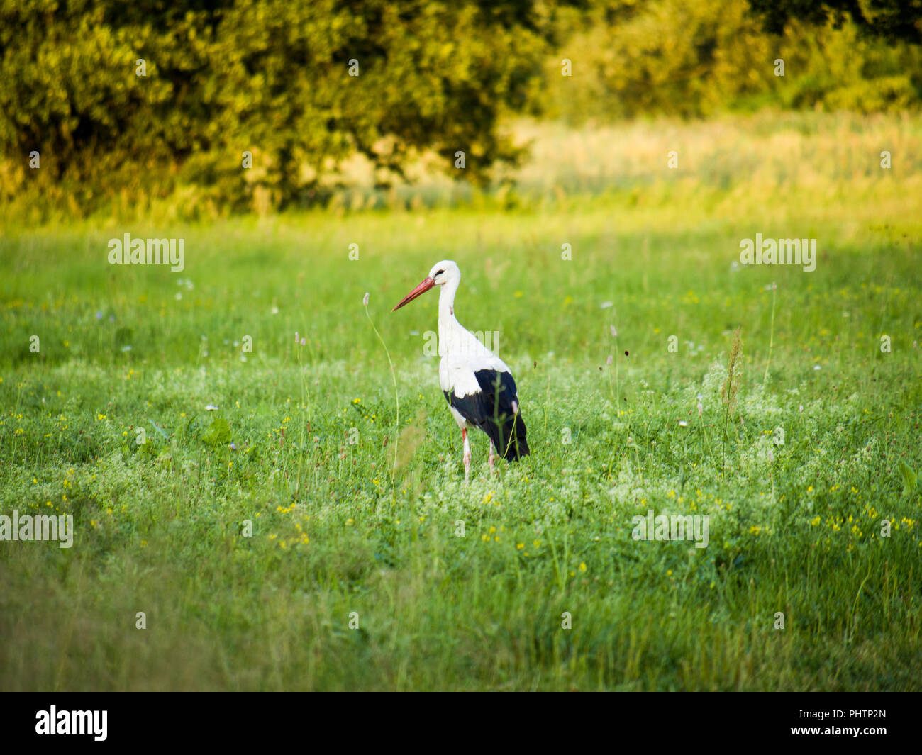 Stork standing on meadow hi-res stock photography and images - Alamy