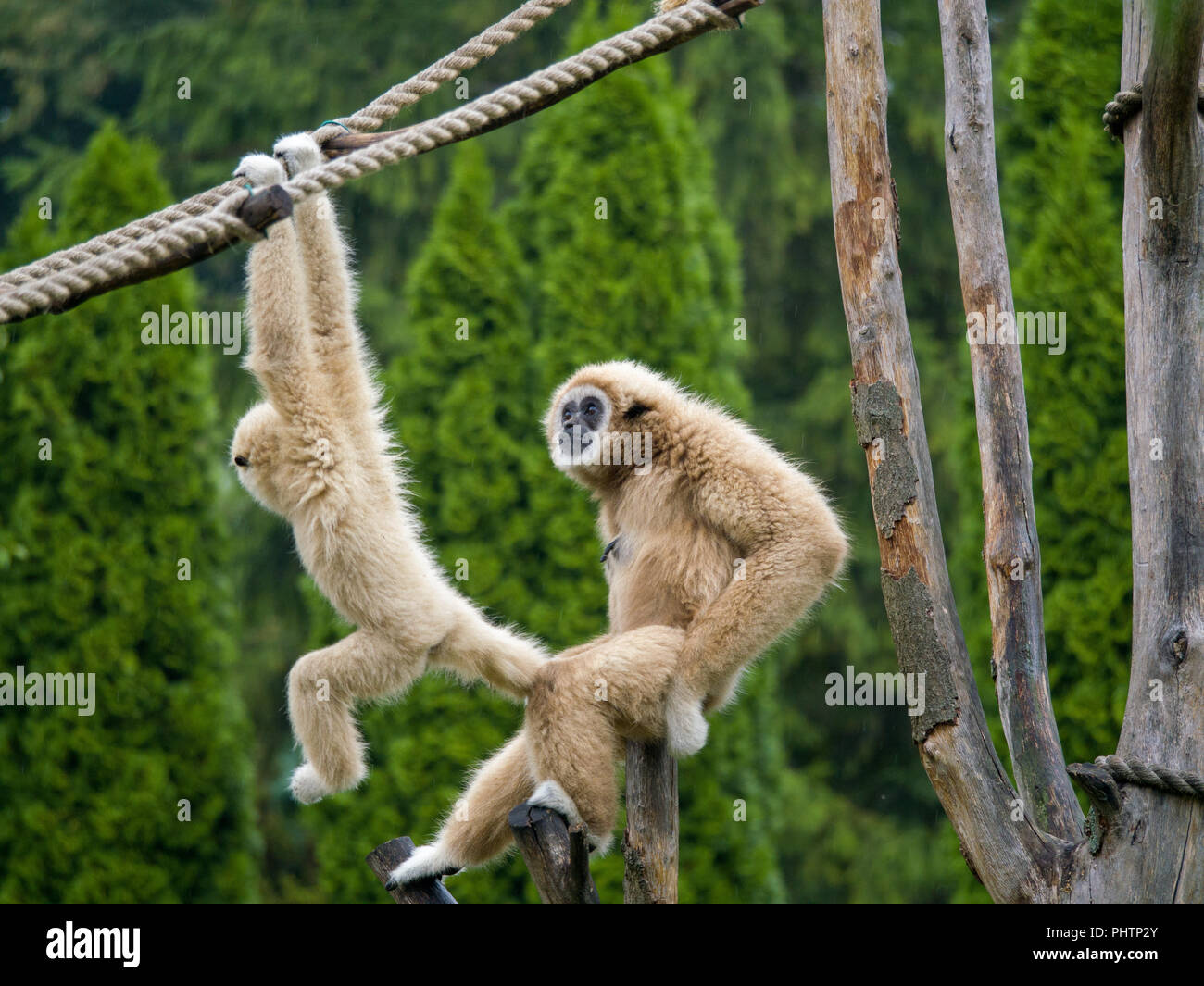 mama monkey looking ant baby monkey Stock Photo - Alamy