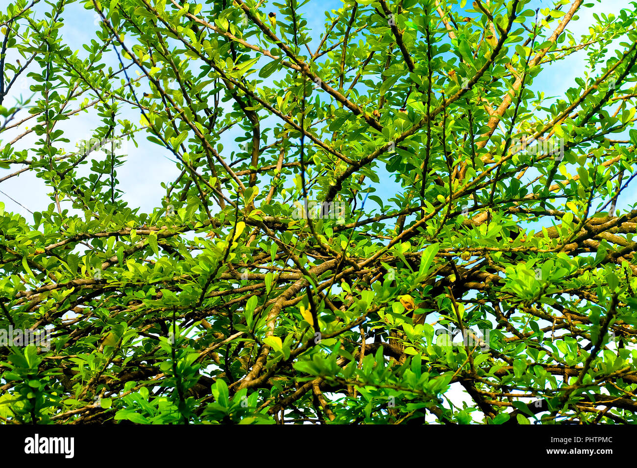 Background Pattern, Beautiful Abstract Green Leaves Bush Background of ...