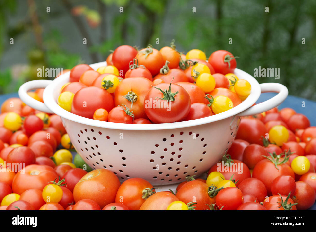 Tomato varieties hi-res stock photography and images - Alamy