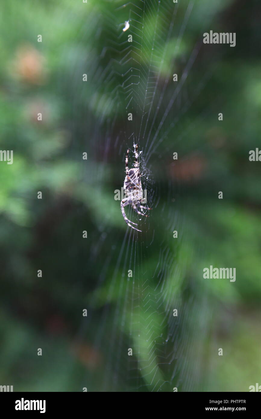 Garden spider in a web Stock Photo - Alamy