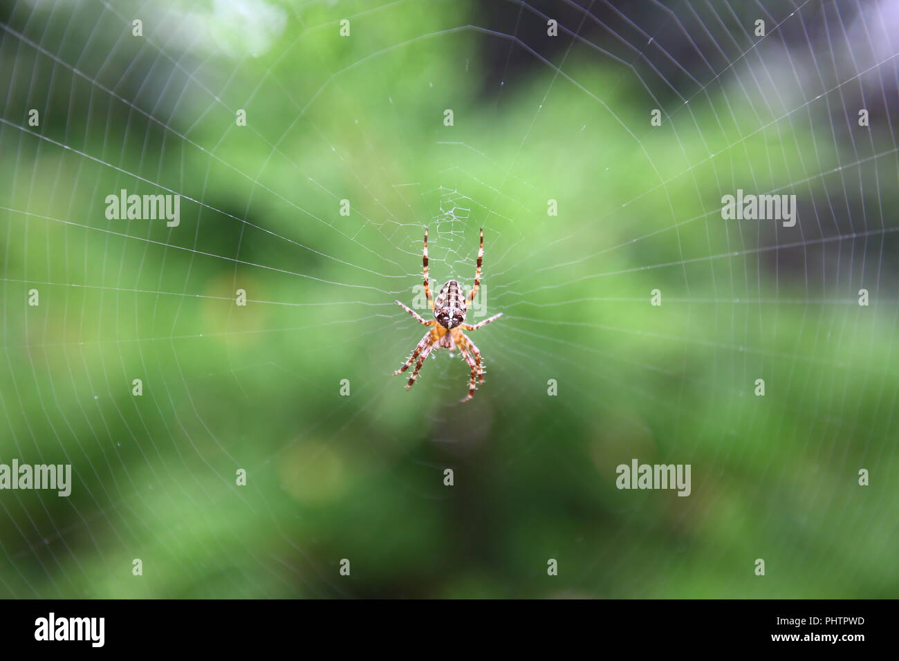 Garden spider in a web Stock Photo - Alamy