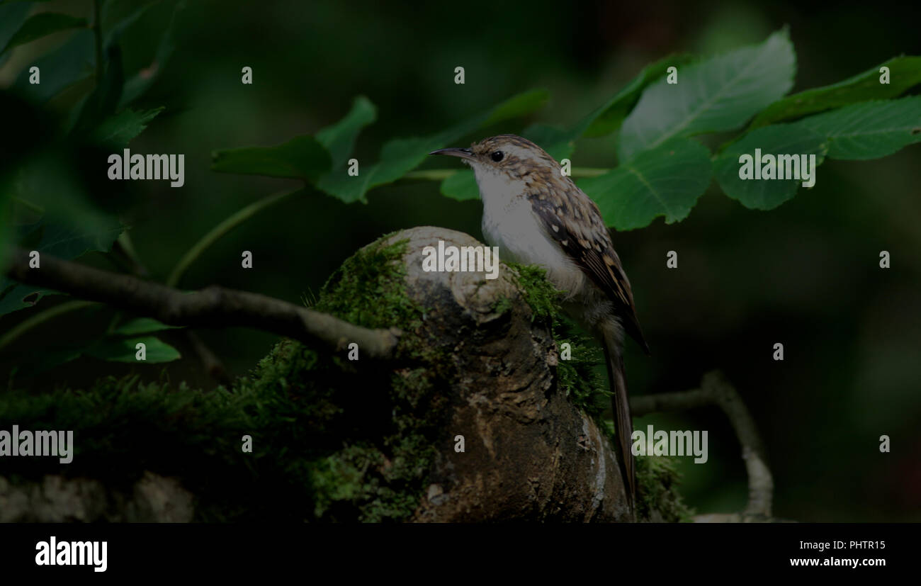 Treecreeper flight hi-res stock photography and images - Alamy