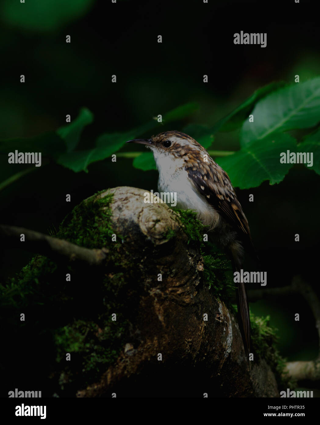 Bright curved beaks hi-res stock photography and images - Alamy