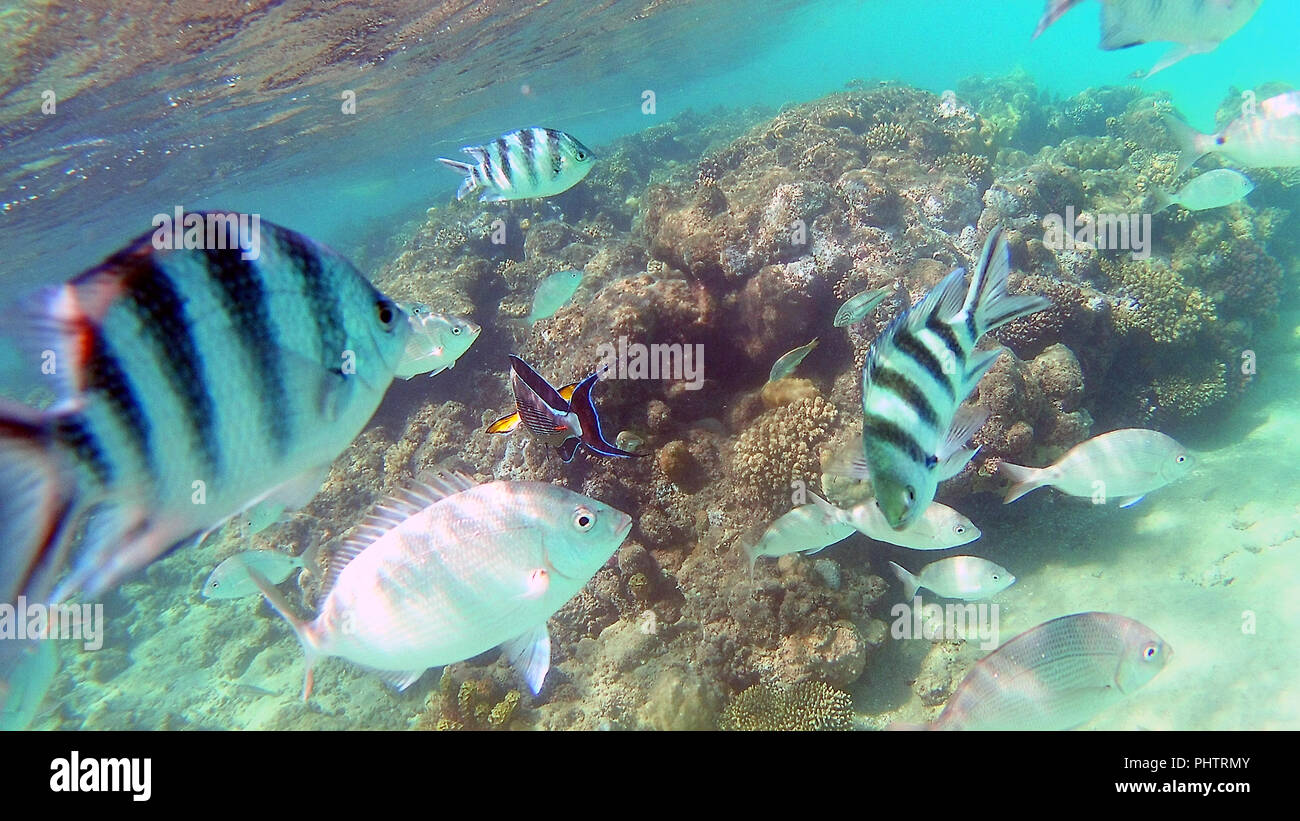 Fish-surgical Akantnuridae, Seabreams and swim around a bright colored ...