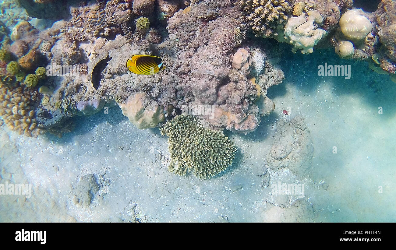 Fish-surgical Akantnuridae, Seabreams and swim around a bright colored ...