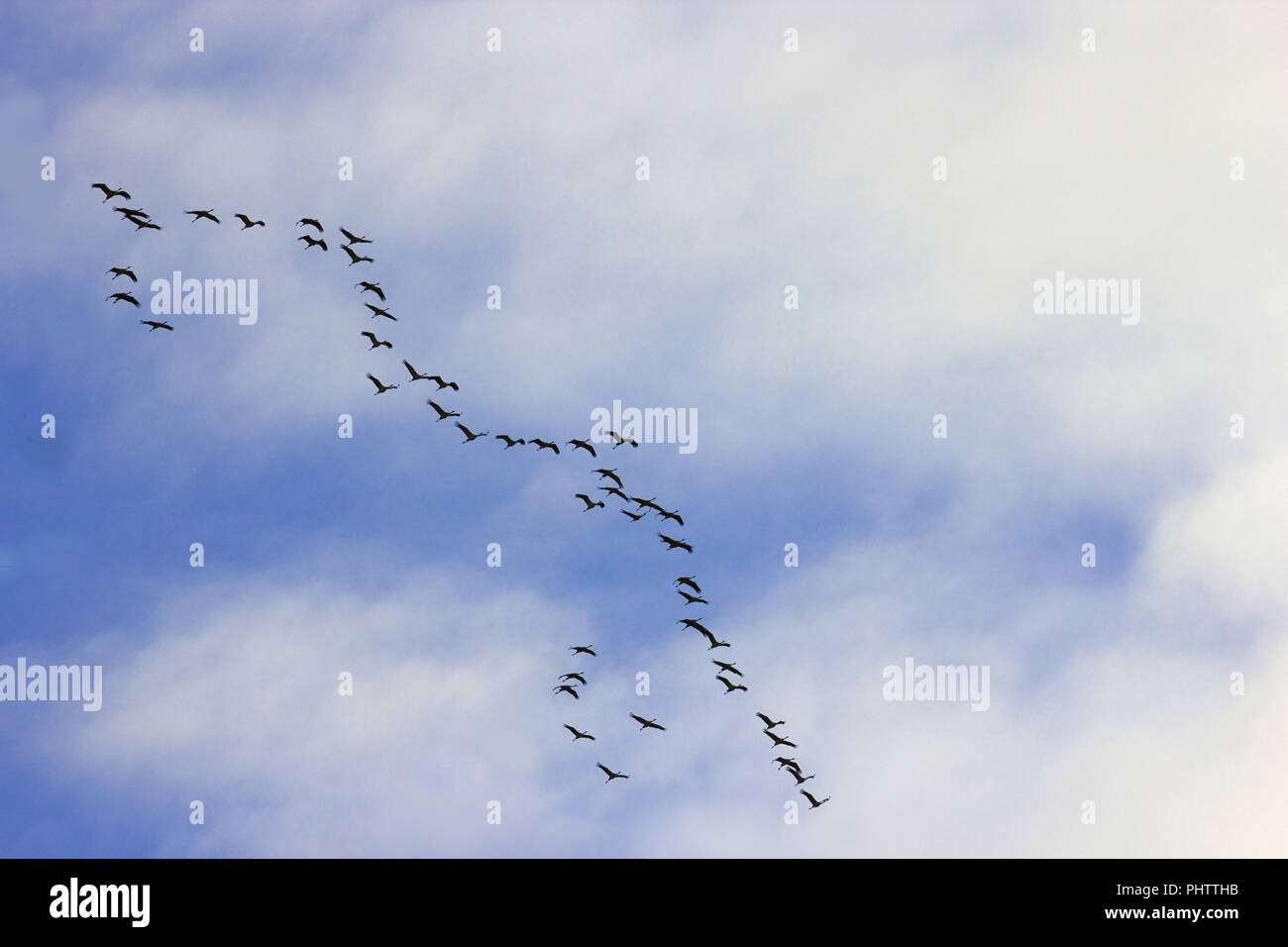 Cranes in flight hi-res stock photography and images - Alamy