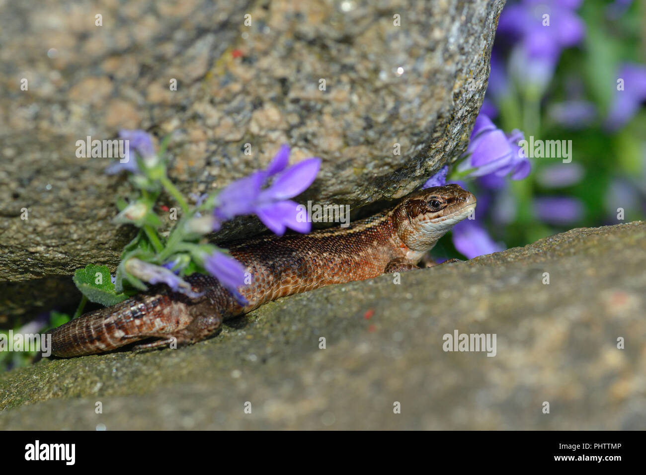 Female garden lizard hi-res stock photography and images - Alamy