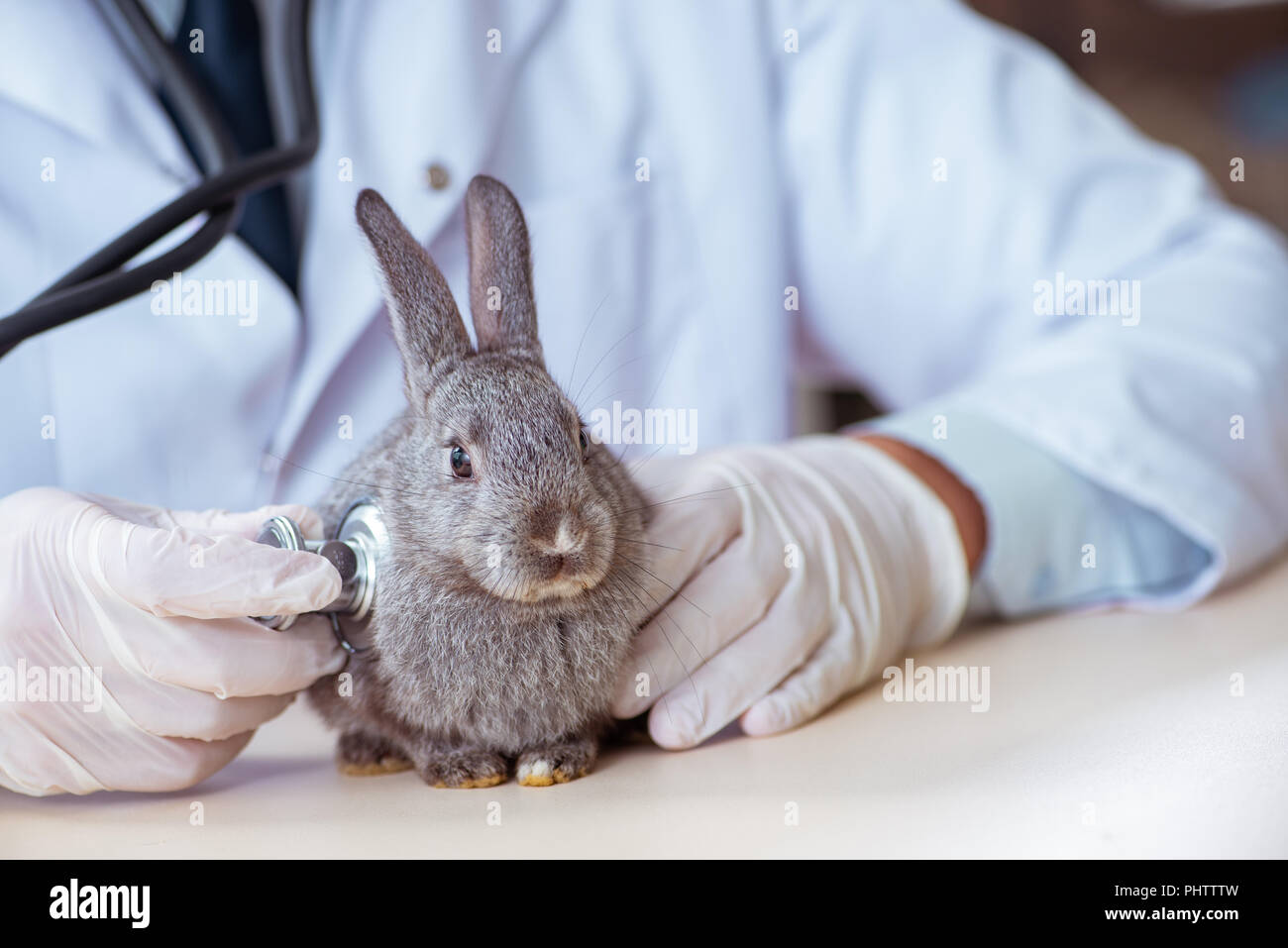 Vet doctor checking up rabbit in his clinic Stock Photo - Alamy