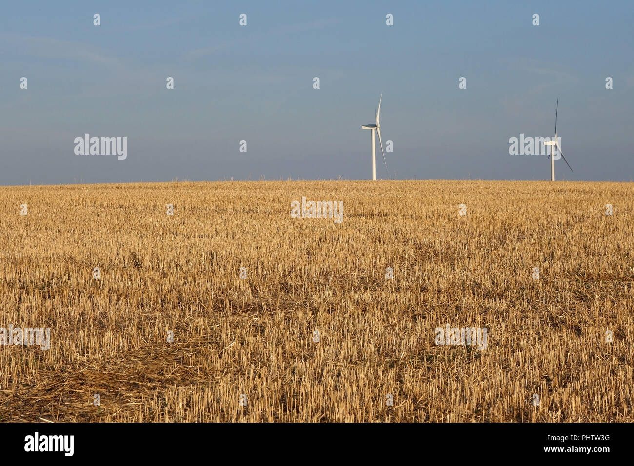 field of cut down wheat stubble after after wheat crop harvest pictured ...