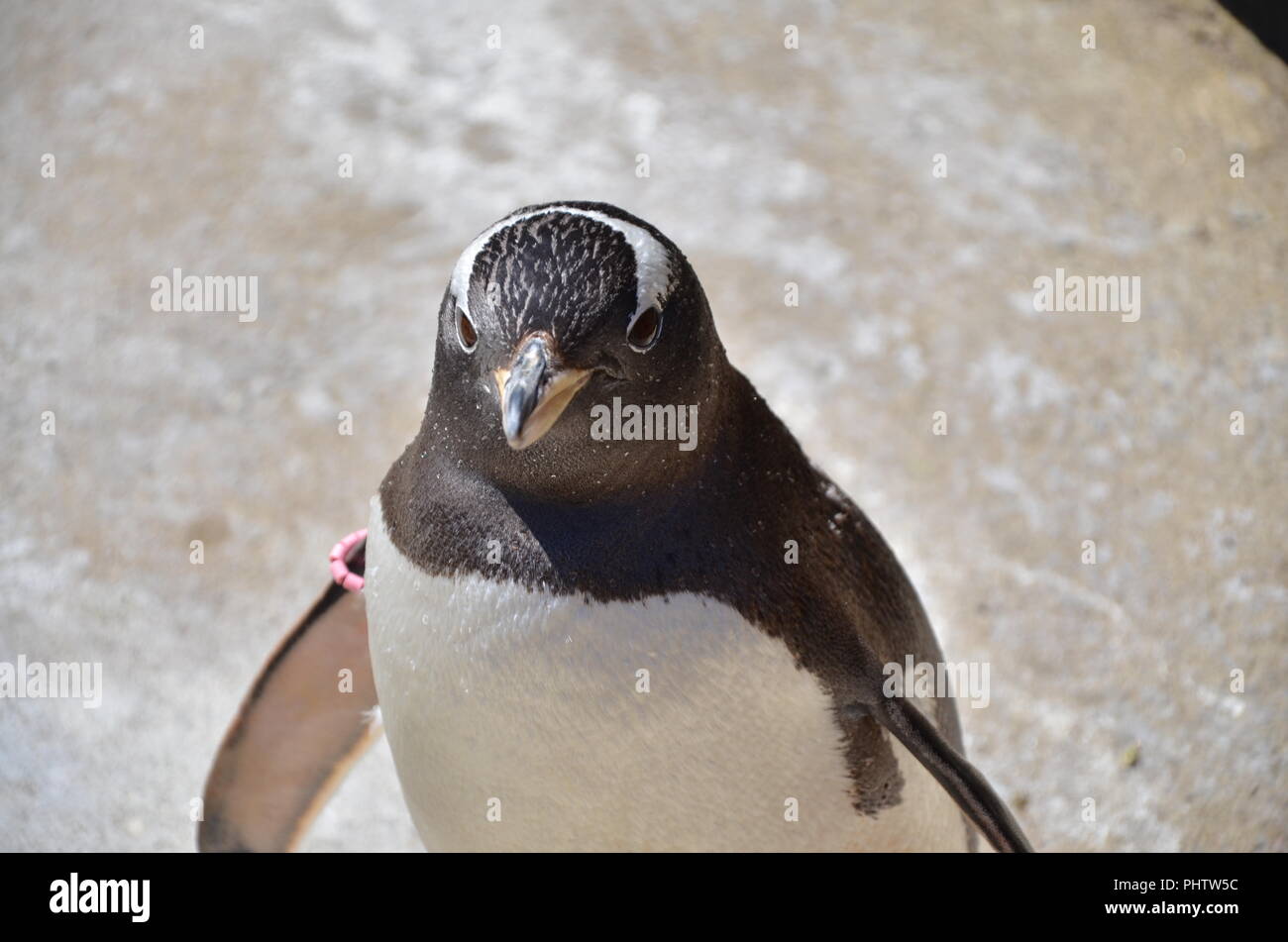 Penguin's face looking straight into the camera with a grey concrete ...