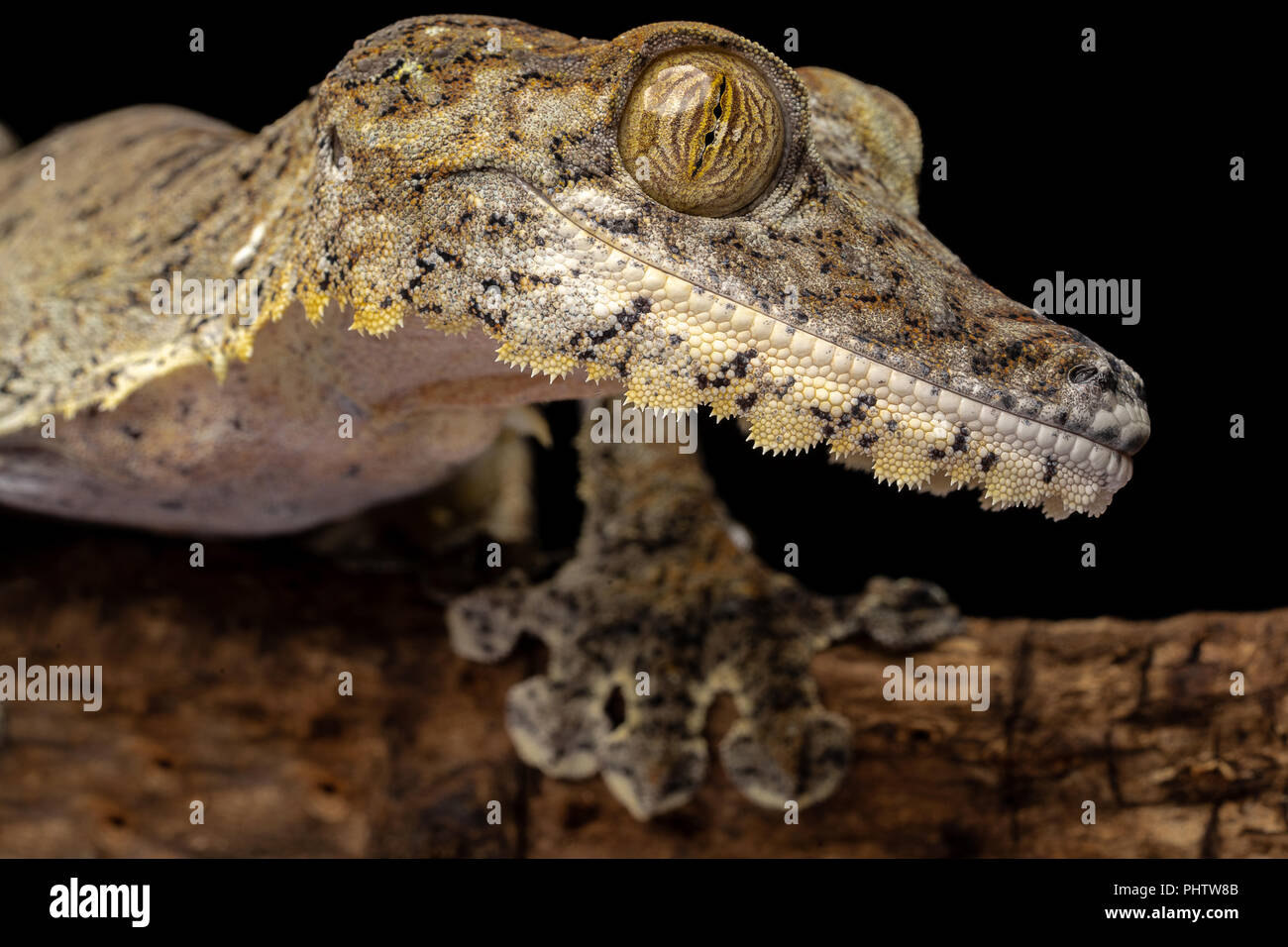 Uroplatus fimbriatus hi-res stock photography and images - Alamy