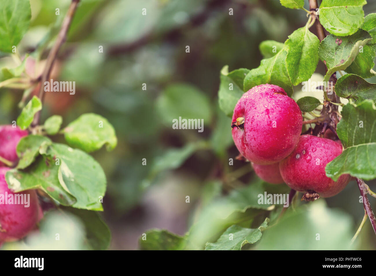 Apple ranch hi-res stock photography and images - Alamy