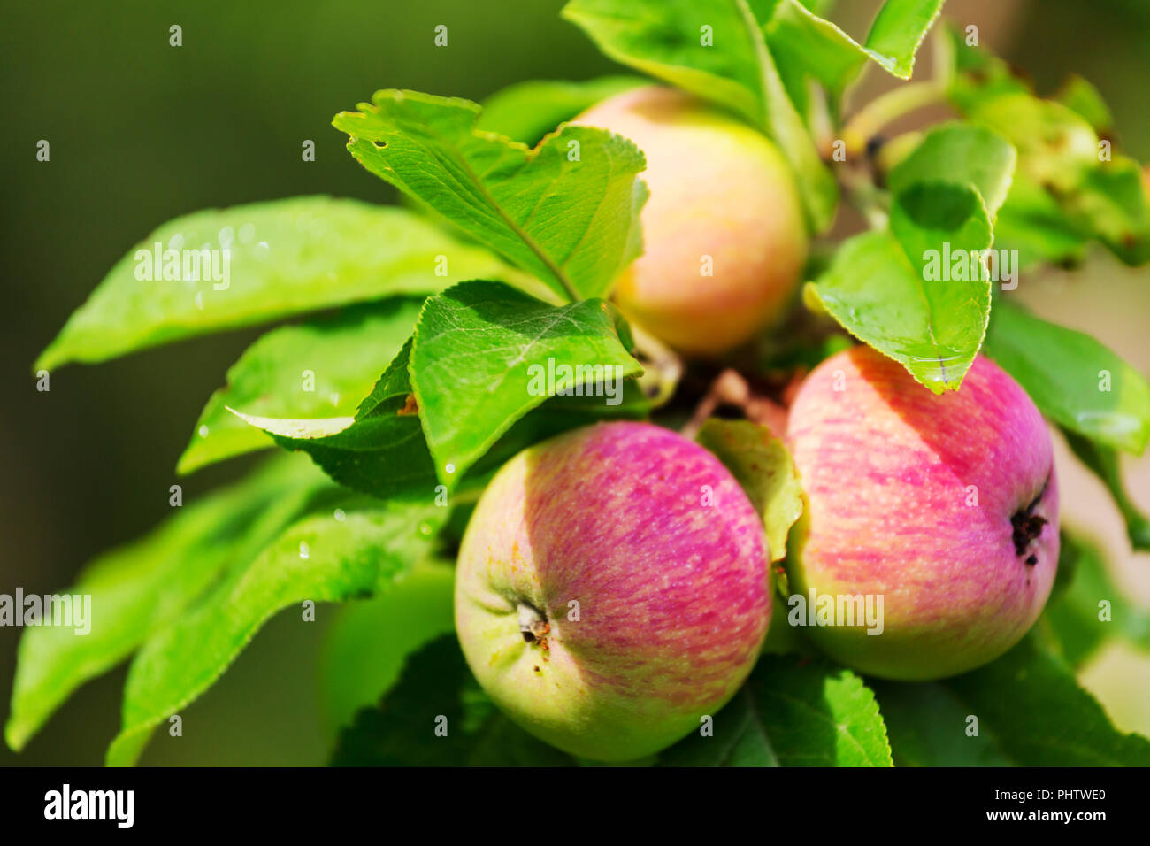Apple ranch hi-res stock photography and images - Alamy