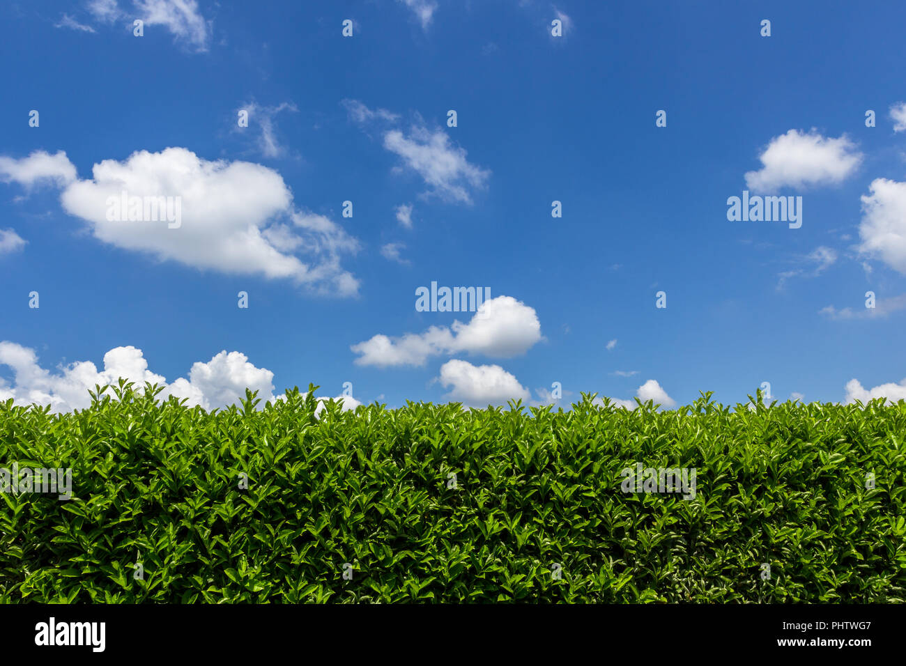 Lawn sky hedge hi-res stock photography and images - Alamy
