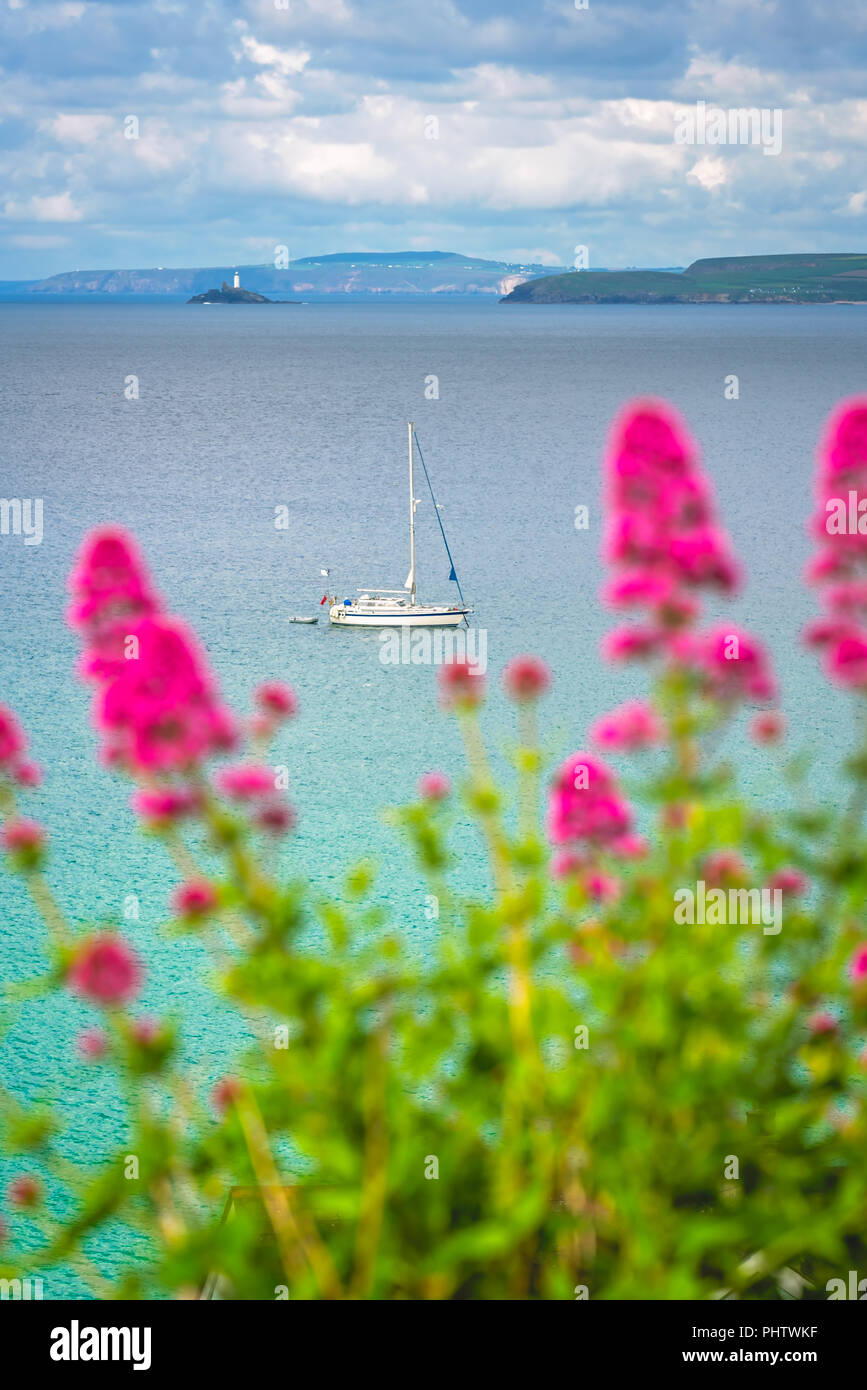 Pink flowers on the Cornish coast Stock Photo - Alamy