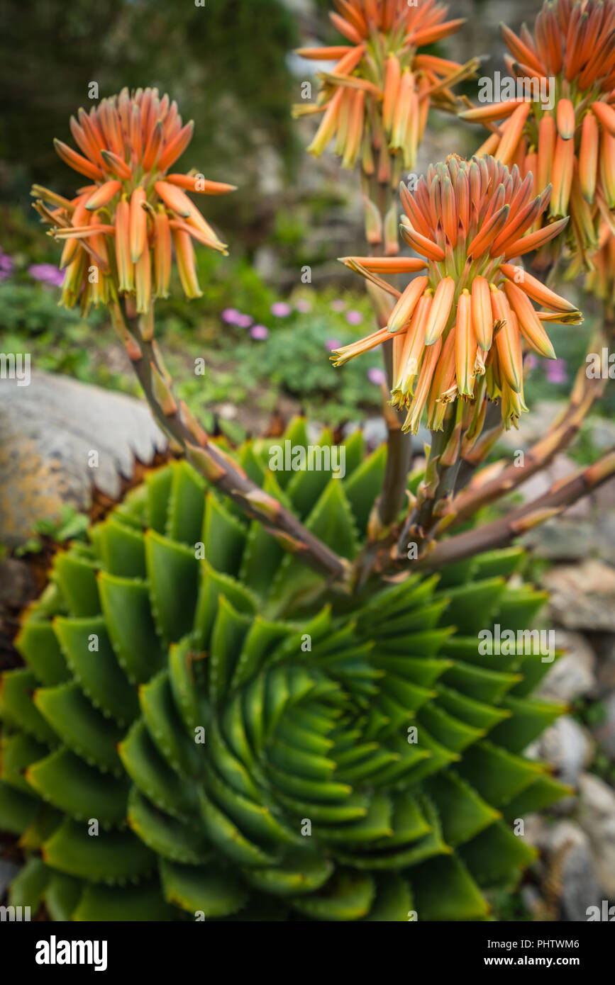 Aloe polyphylla flower blooming in the garden Stock Photo - Alamy