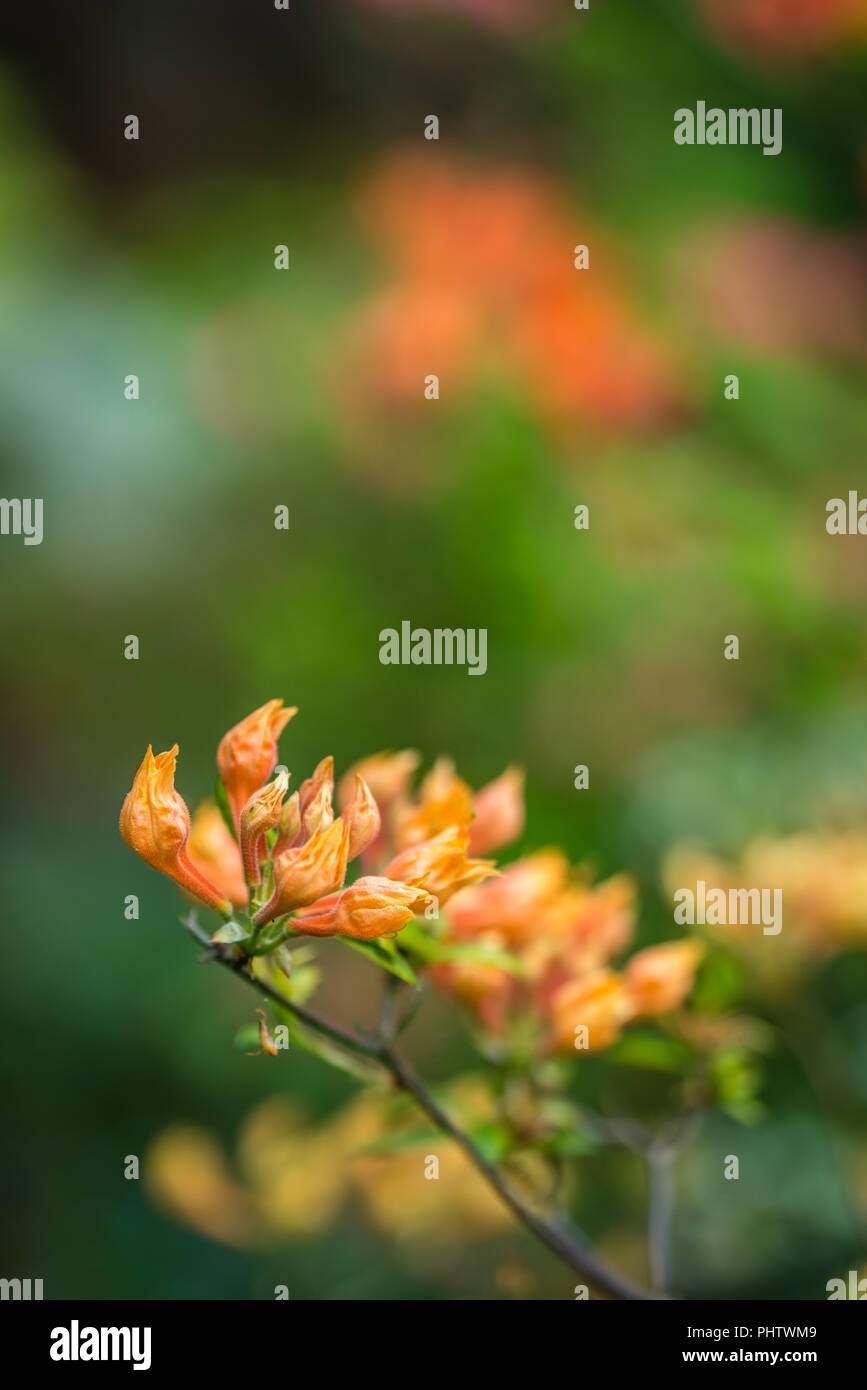 Azalea Tree Forest High Resolution Stock Photography and Images - Alamy