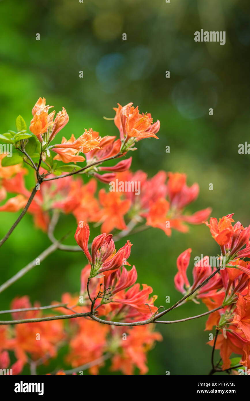Red and orange azalea flowers Stock Photo - Alamy
