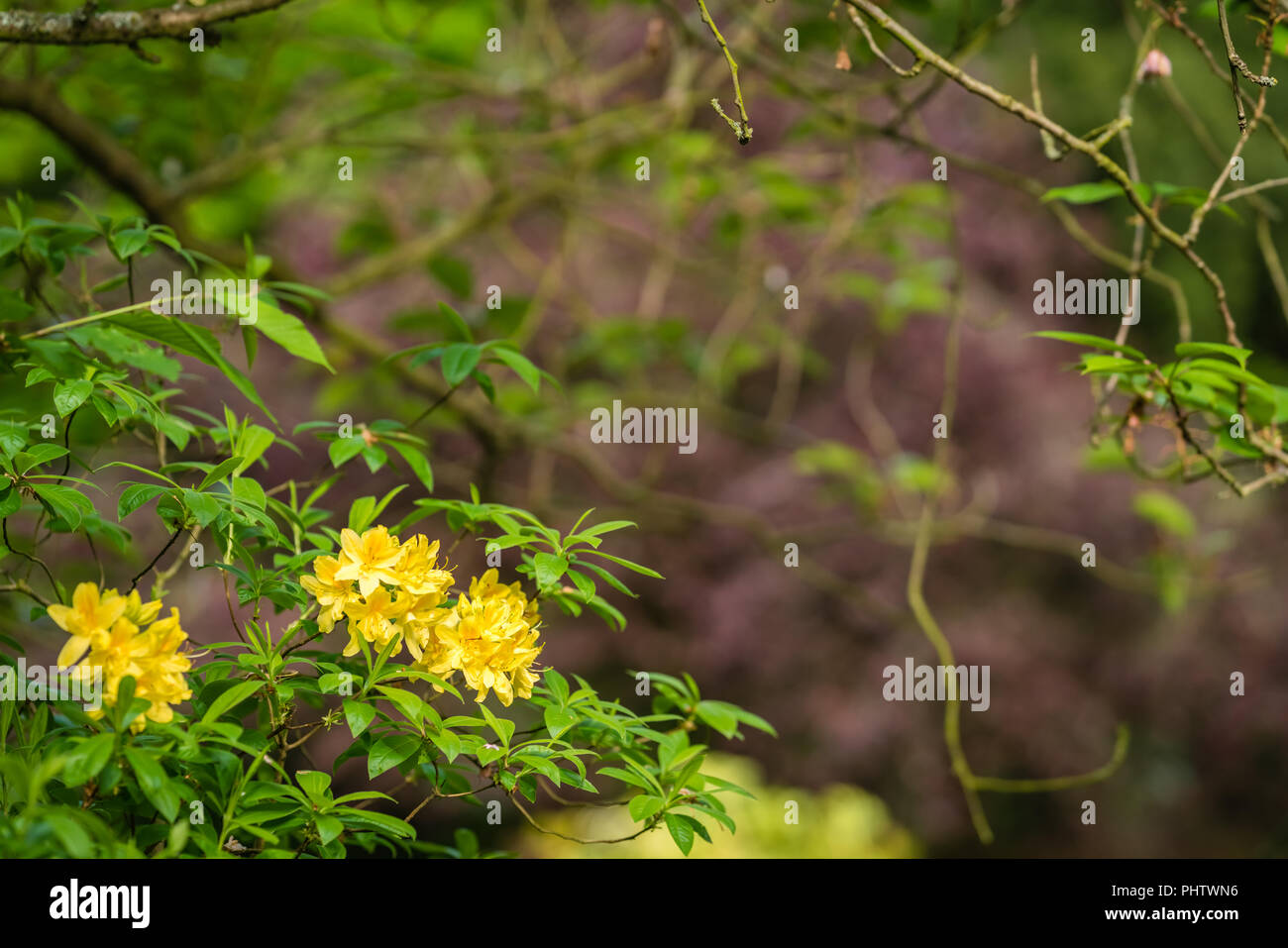 Azalea tree forest hi-res stock photography and images - Alamy