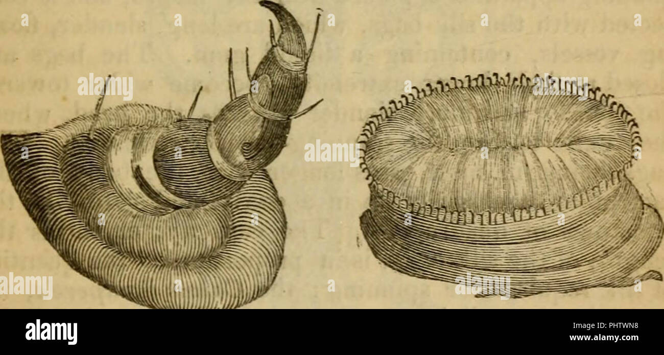"Insect architecture : to which are added, miscellanies, on the ravages ...