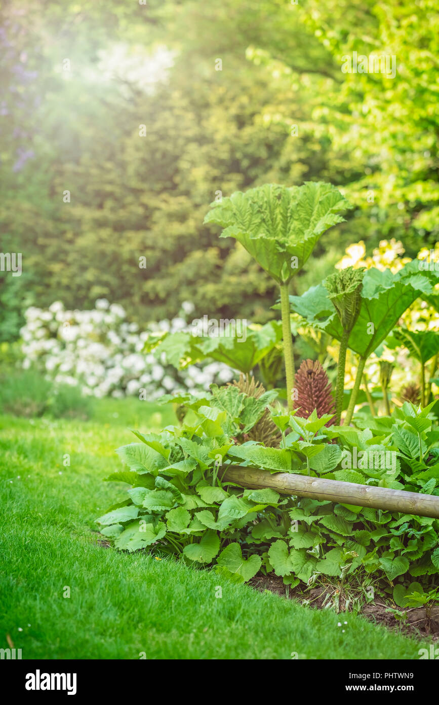 Large leaf shrubs garden hi-res stock photography and images - Alamy