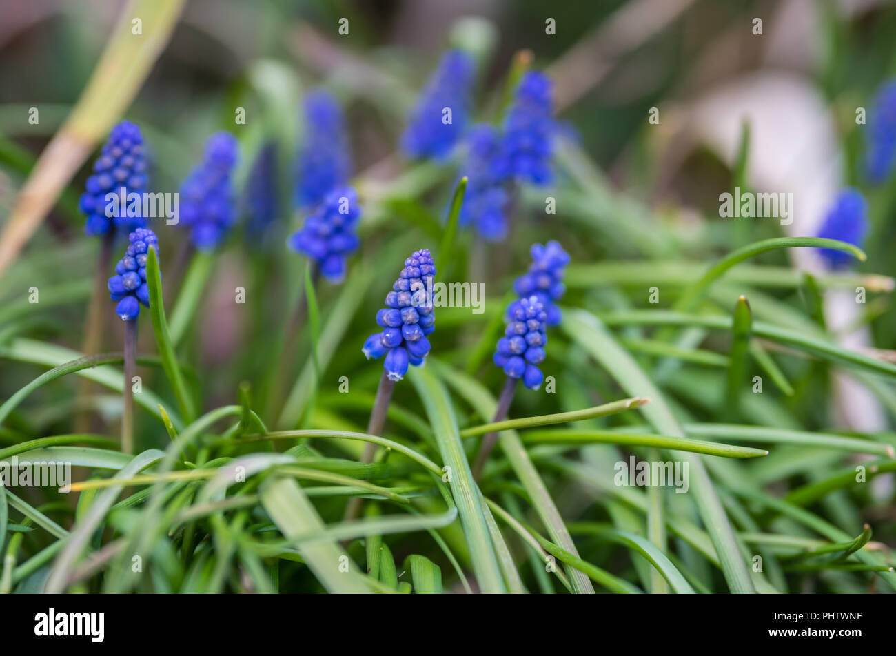Small tiny fragile Hyacinth Flowers Stock Photo - Alamy