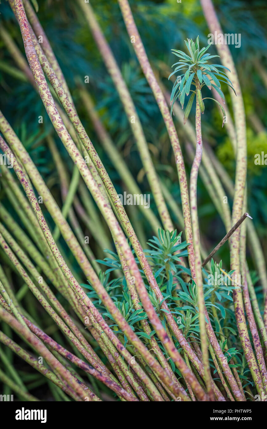 Stalks of a small tropical plants Stock Photo - Alamy