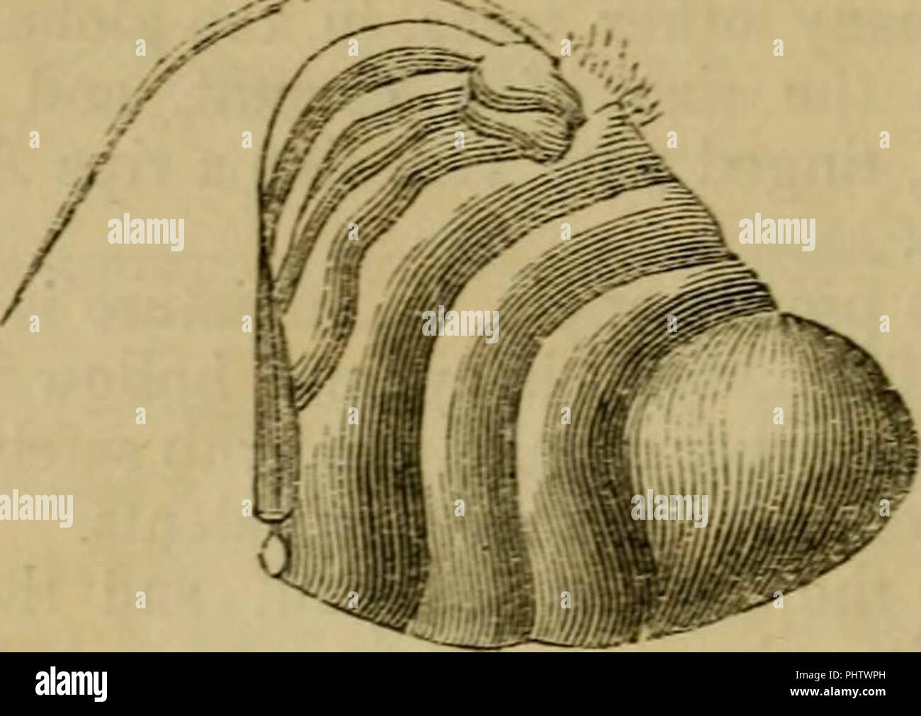 "Insect architecture : to which are added, miscellanies, on the ravages ...