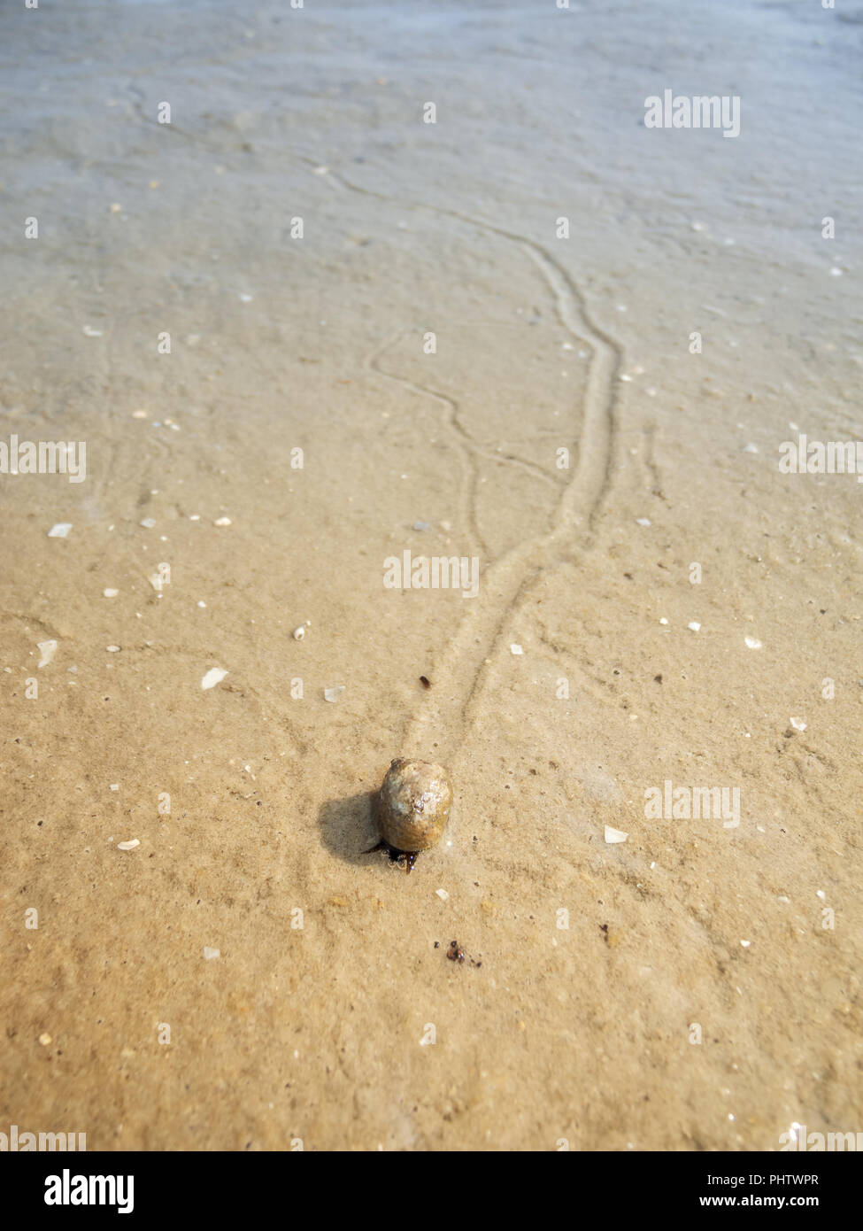 Snail with trail at low tide vertical Stock Photo - Alamy