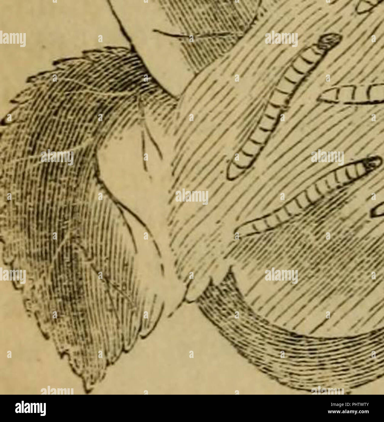 "Insect architecture : to which are added, miscellanies, on the ravages ...