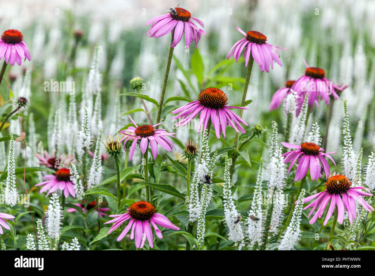 White veronica in mixed border hi-res stock photography and images - Alamy