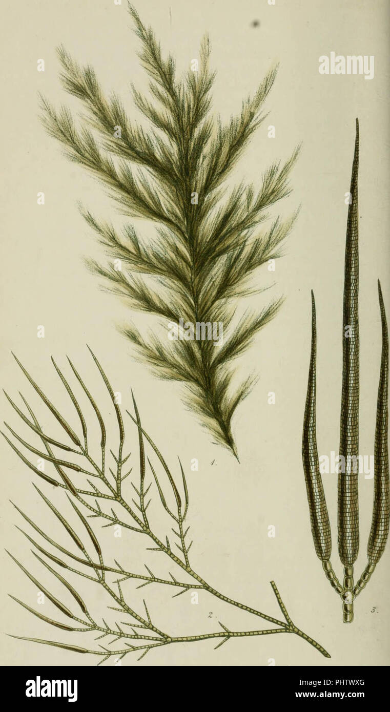 "Phycologia Britannica, or, A history of British sea-weeds : containing ...